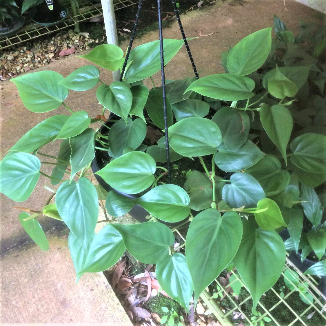 Philodendron Cordatum - The Jungle Collective