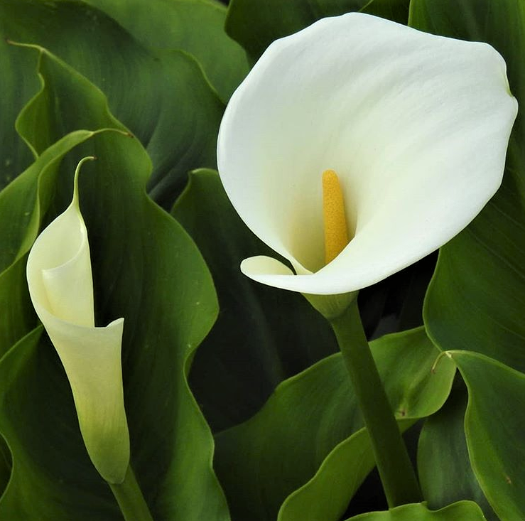 Zantedeshia Santa - Arum Lily (no bud/flower yet) 140mm - The Jungle ...