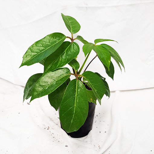Schefflera Alpine Junior - Umbrella Tree 70mm - The Jungle Collective