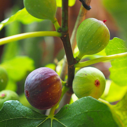 Fig Tree - Black Genoa Ficus carica 200mm - The Jungle Collective