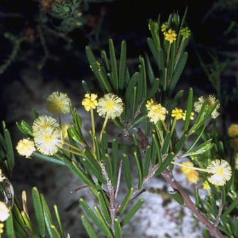 Prostrate Umbrella Bush - Acacia Maxwellii 140mm - The Jungle Collective