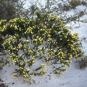Prostrate Umbrella Bush - Acacia Maxwellii 140mm - The Jungle Collective