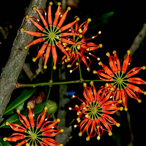 Fire Tree Flower