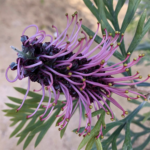 Australian Native Flowers Guide - The Jungle Collective