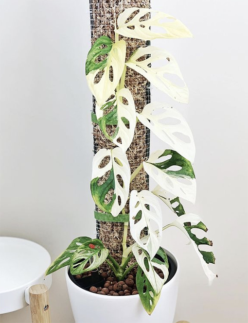 Variegated Plants - Why the Hype? - The Jungle Collective