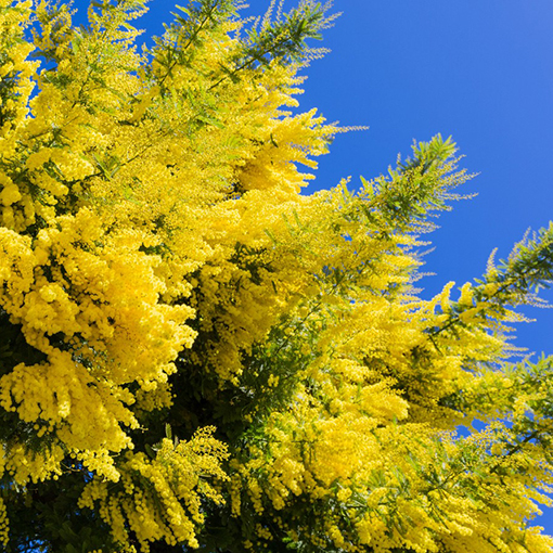 Dracaena Plant Varieties – The Dracaena Plant Family