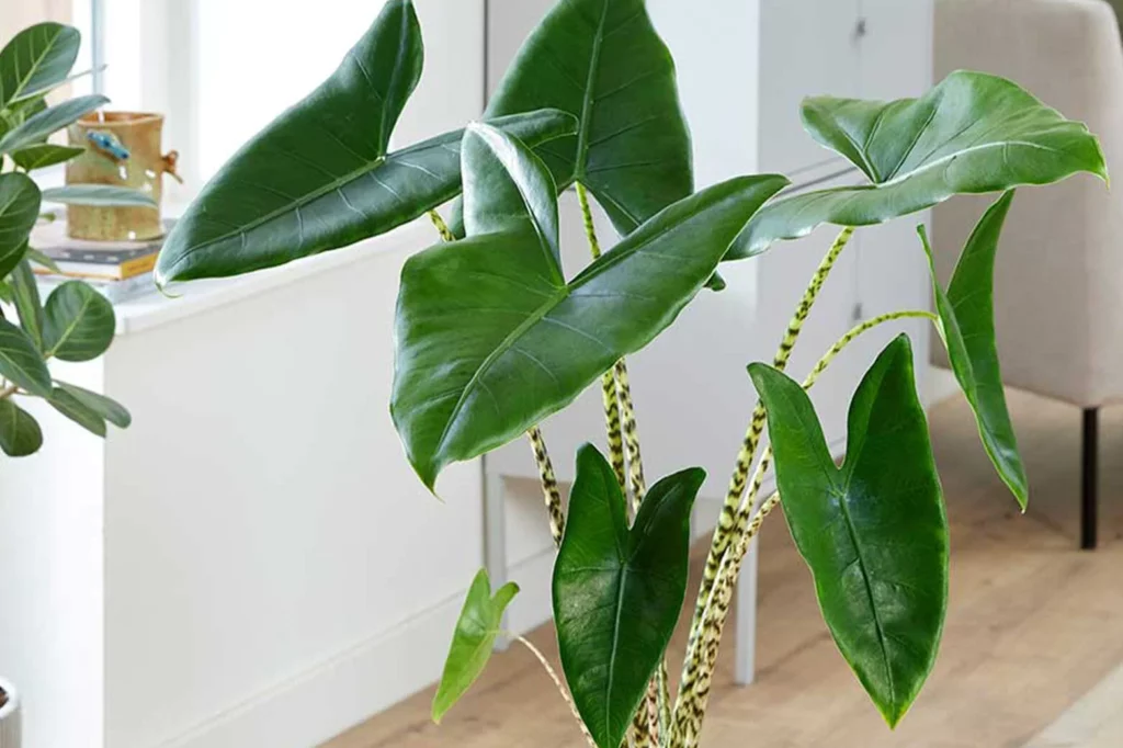 Best large-leaf indoor plants - The Jungle Collective