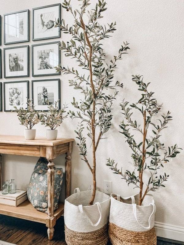 Growing Your Own Olive Tree Indoors - The Jungle Collective