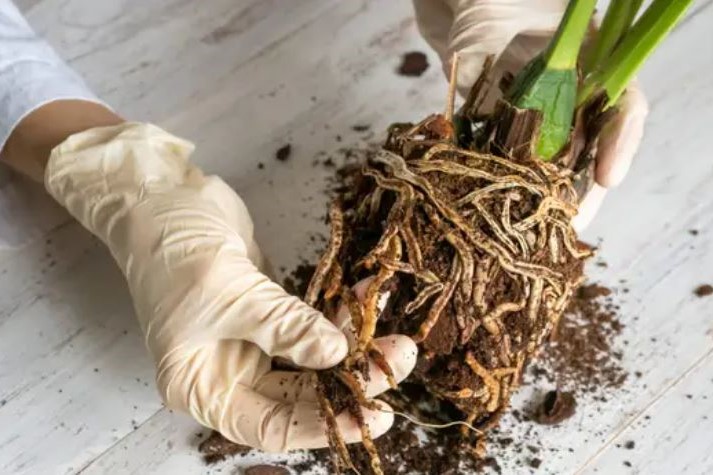 5 Common Lilly Pilly Pests and Diseases - The Jungle Collective