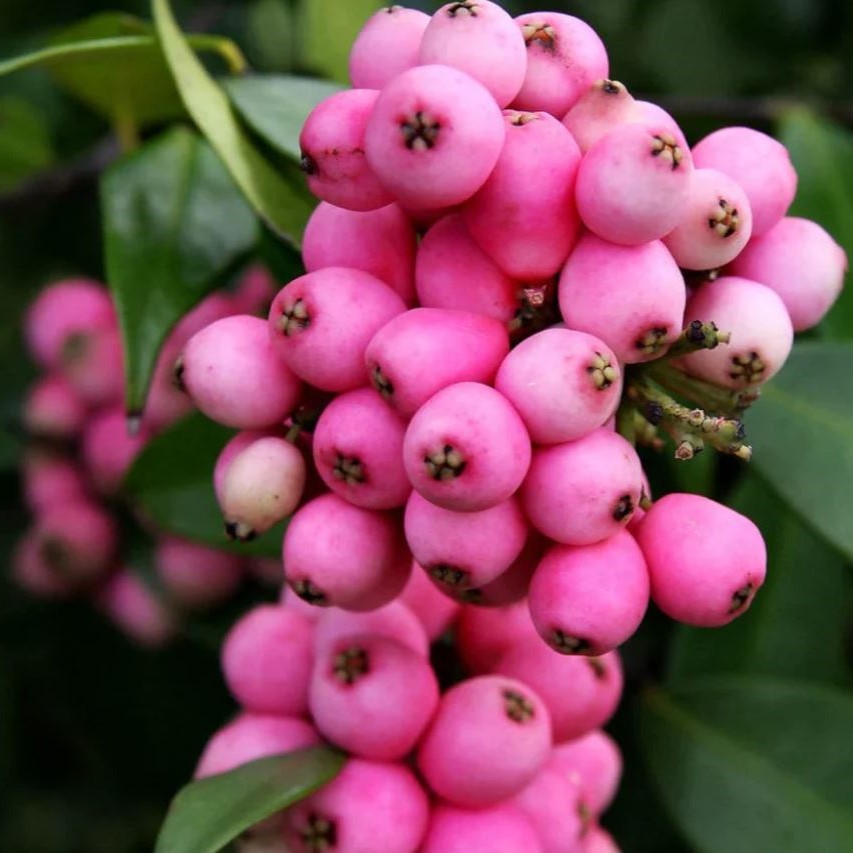 Lilly Pilly Basics - The Jungle Collective