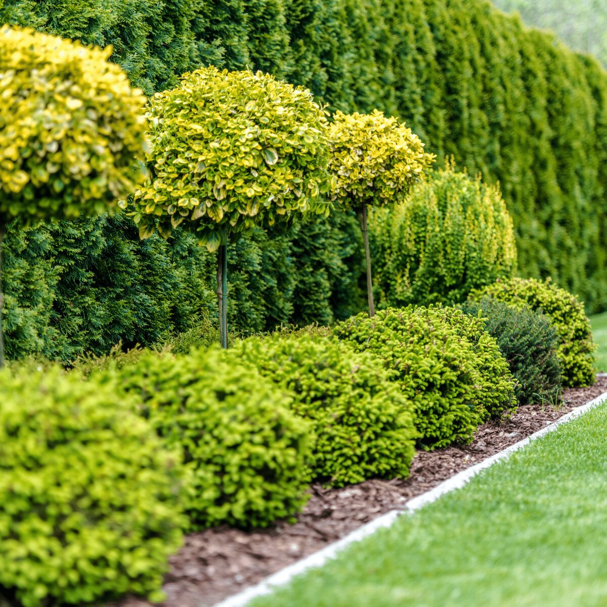 Low Maintenance Hedge Plants - The Jungle Collective