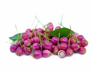 Lilly Pilly Basics - The Jungle Collective