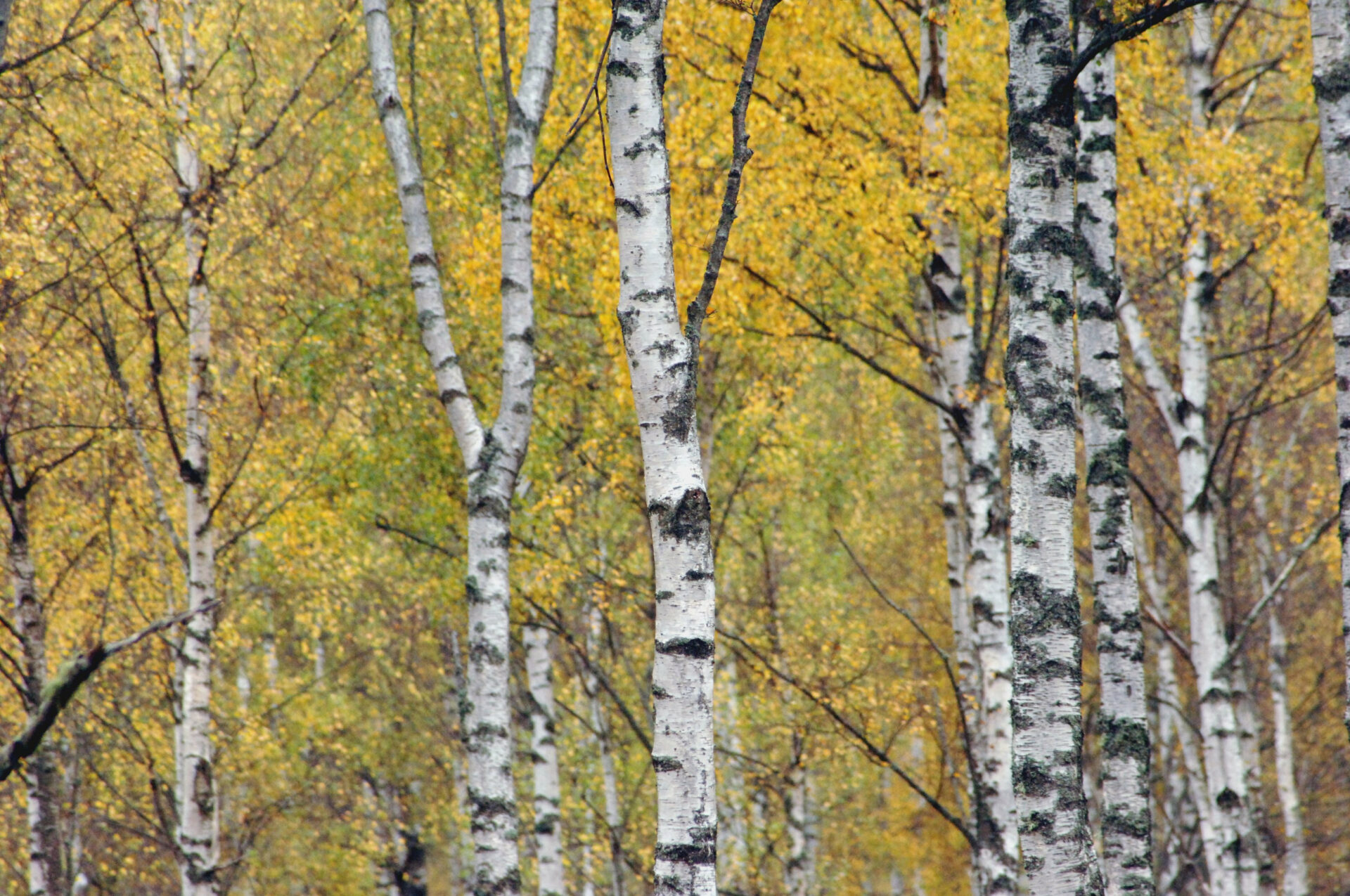 Silver Birch Trees Guide - The Jungle Collective