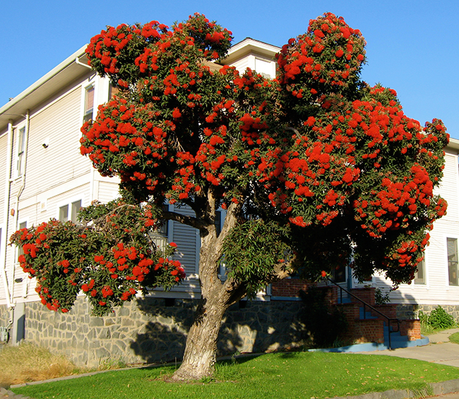 Flowering Gum Trees Guide - The Jungle Collective