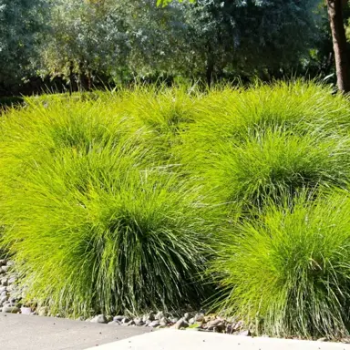 Which Lomandra Is Best For You - The Jungle Collective