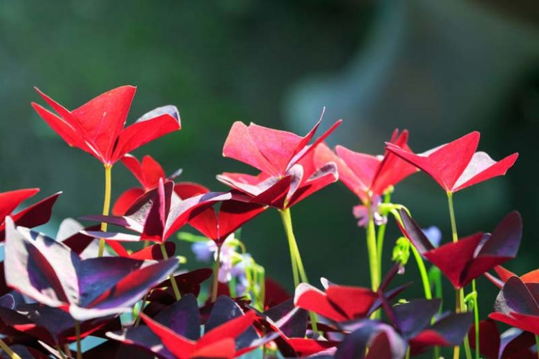 Common Issues With Oxalis Triangularis - The Jungle Collective