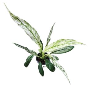 Australia's Biggest Online Plant Nursery | Garden Centre Near Me