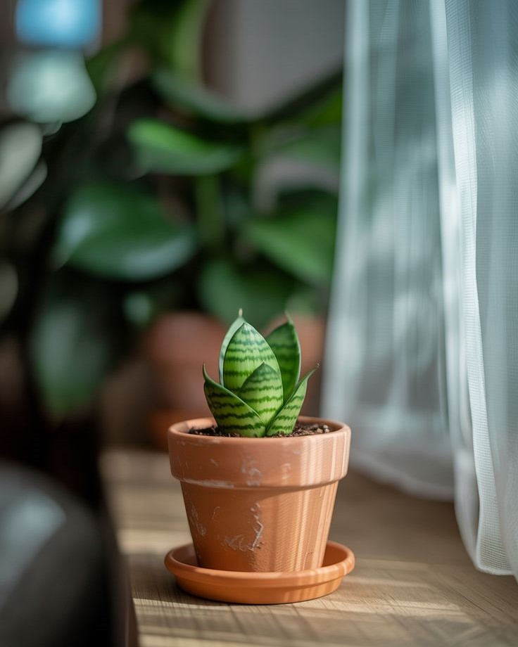 The Plant Personality Test: Finding Your Perfect Match - The Jungle ...